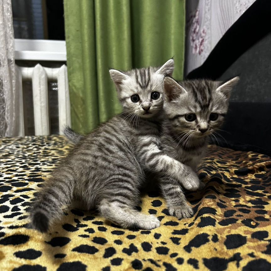 Шотландские котята