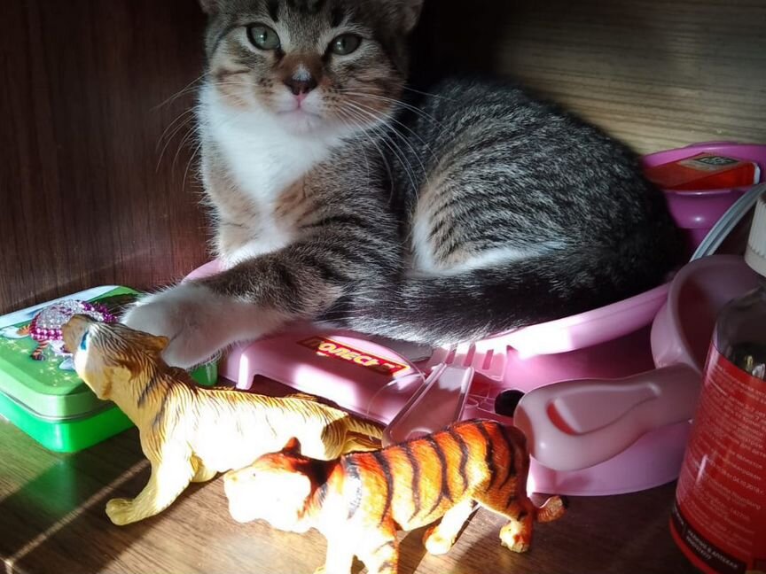 Котенок в добрые руки