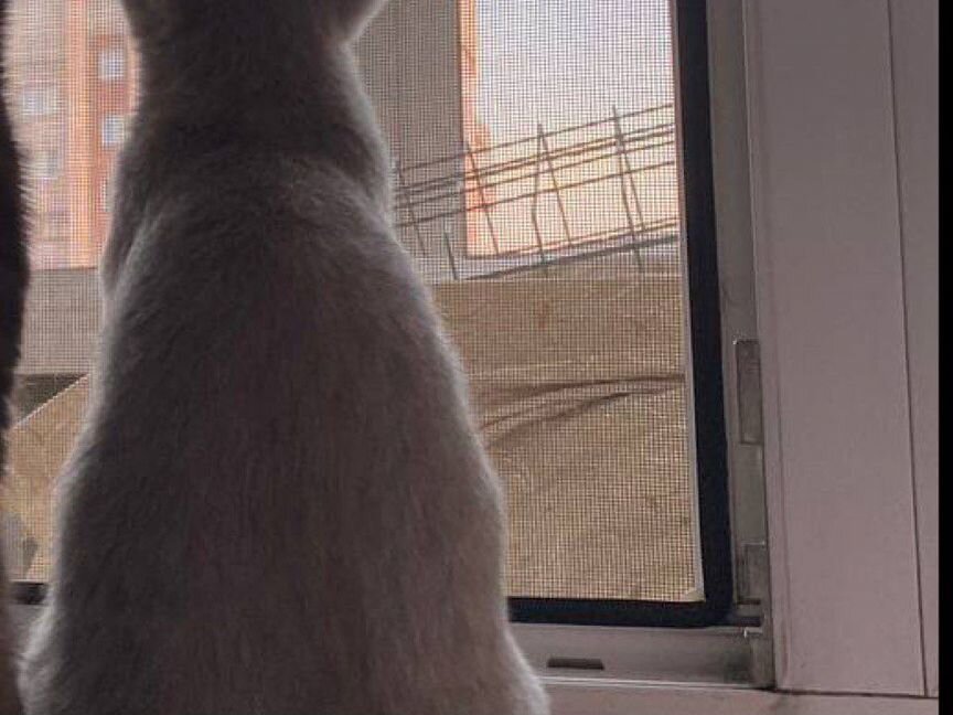 Отдам кошечку в добрые руки