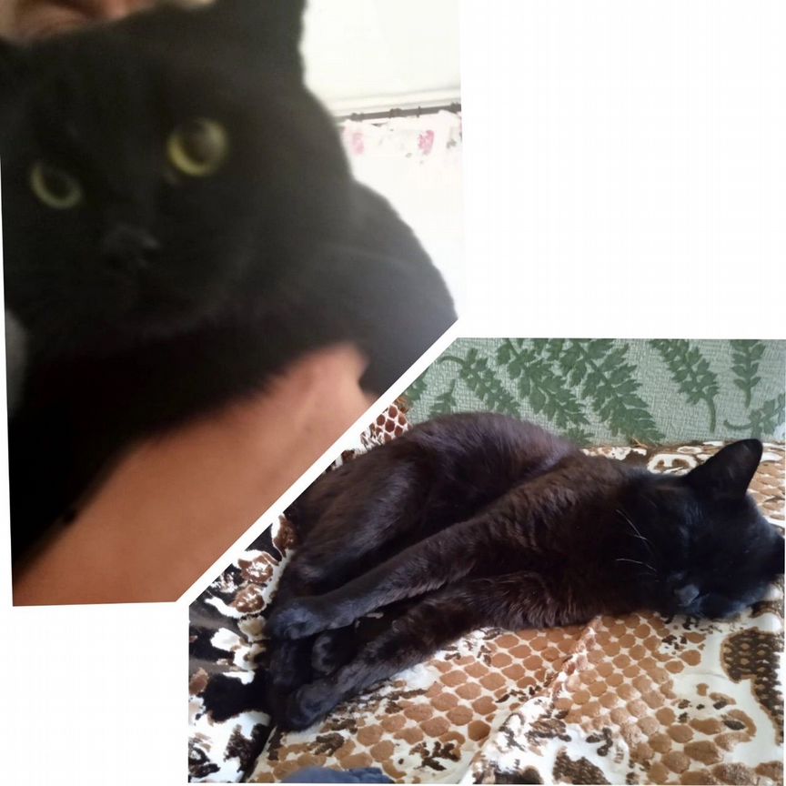 Коты в добрые руки