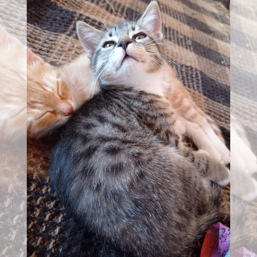 Котёнок в добрые руки