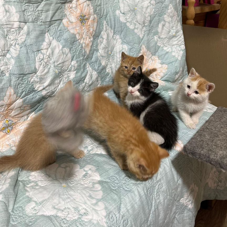 Котята в добрые руки