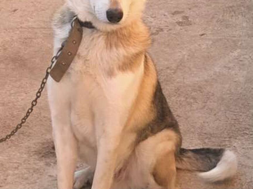 Собака в добрые руки