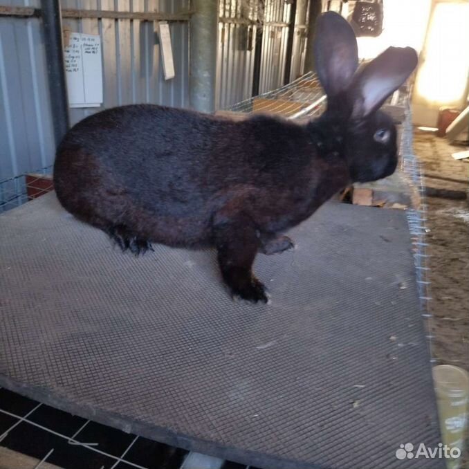 Строкачи(немецкий великан) Калифорния. Серебро