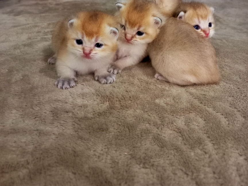 Котята золотая шиншилла