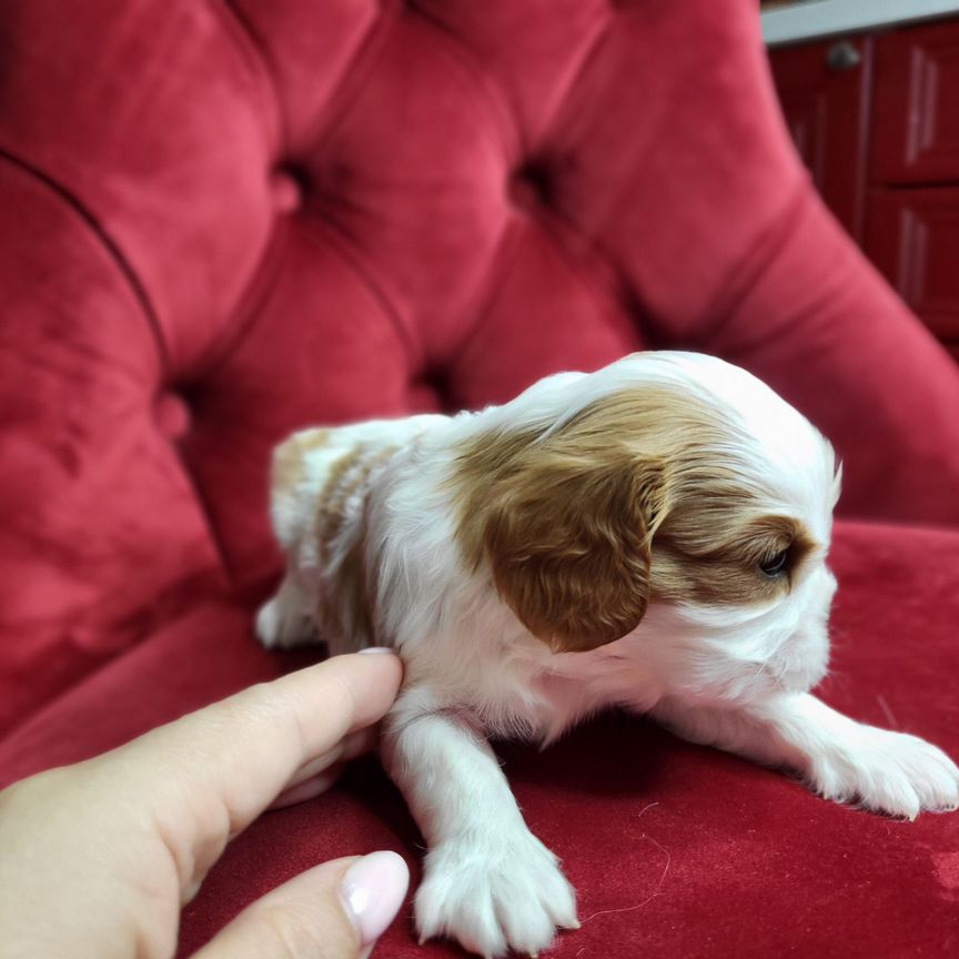 Щенки кавалер кинг чарльз спаниель