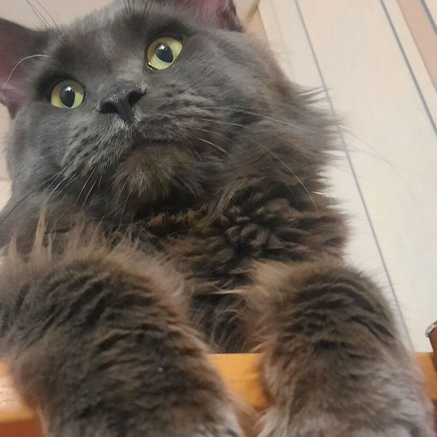 Кот мейн кун на вязку