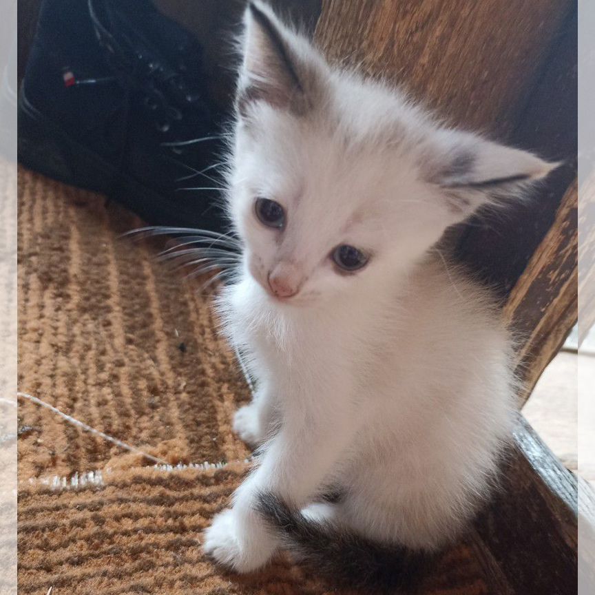 Отдам бесплатно,кошечка 1 месяц,кушает все