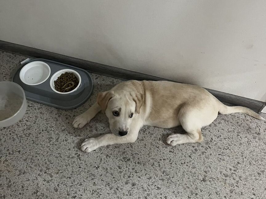 Щенки стаффорда