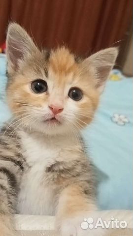 Котёнок
