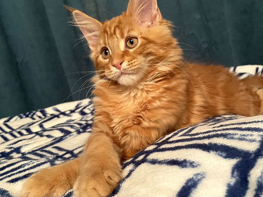 Котята мейнкуна