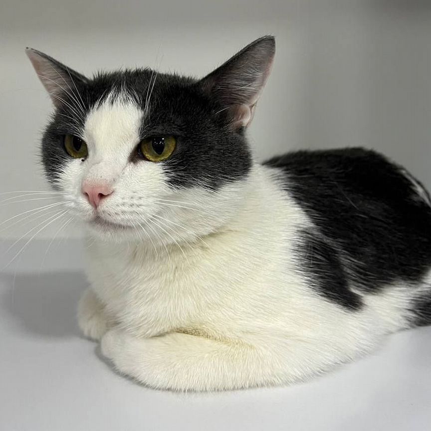 Взрослая, кошка в добрые руки