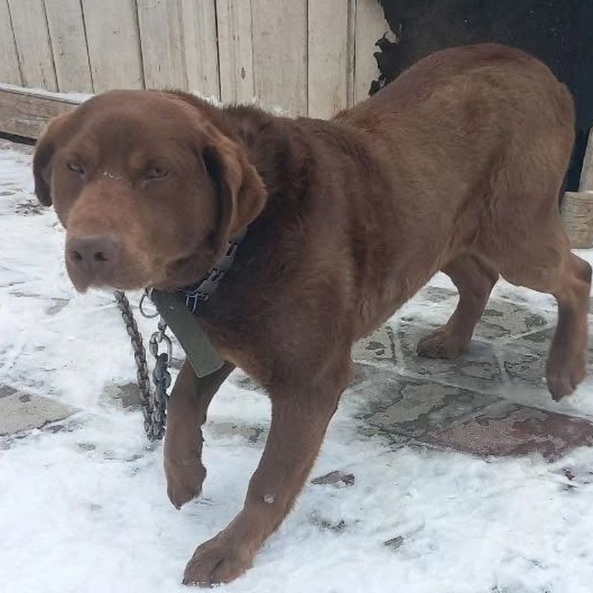 Лабрадор-ретривер, взрослый пёс