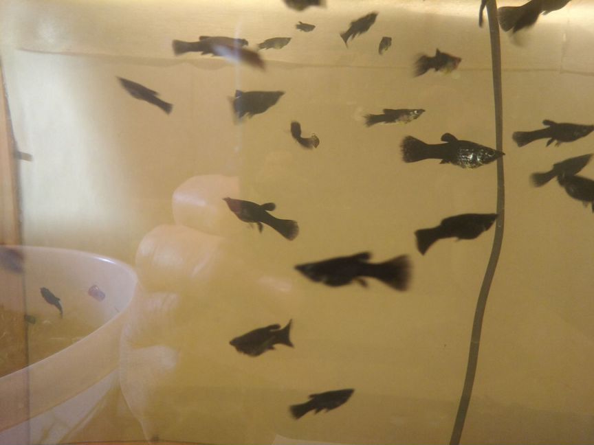 Продам аквариумные рыбки Молинезий