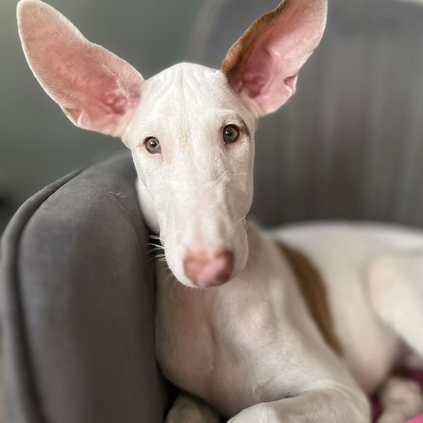 Поденко ибиценко