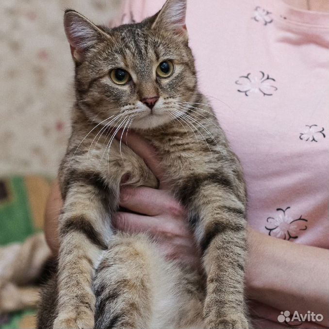 Буся молодая красавица в дар