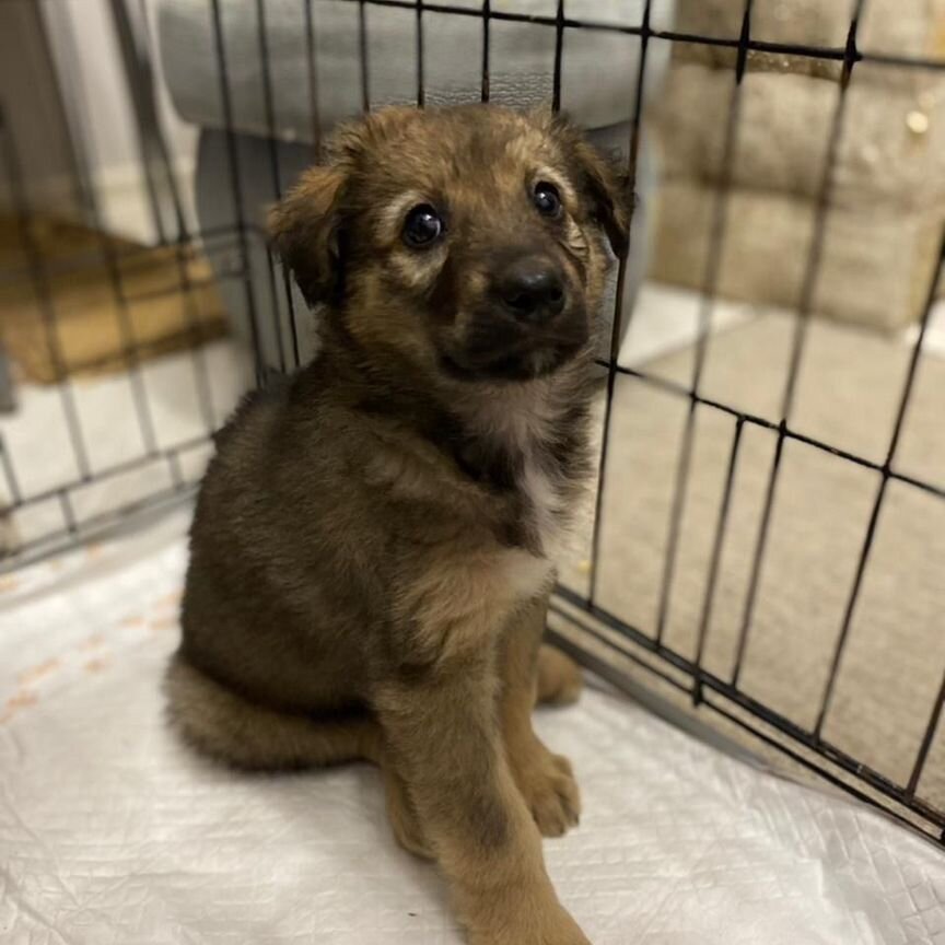 Щенки нужны дома / передержки