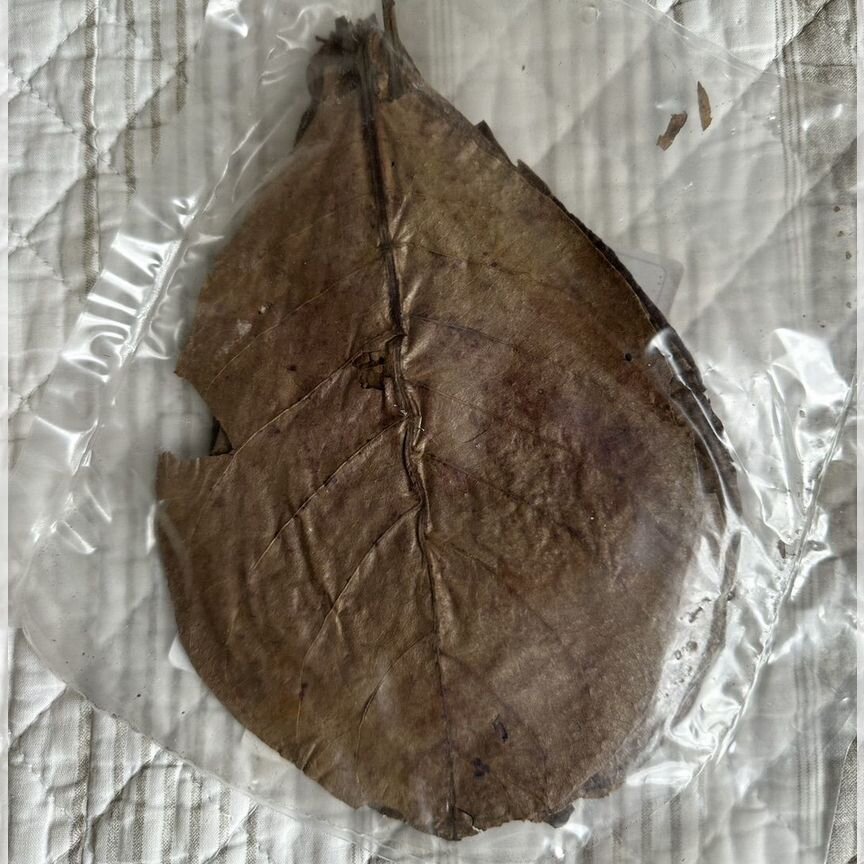 Листья индийского миндаля для аквариума