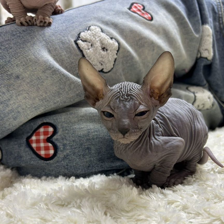 Канадский сфинкс котёнок