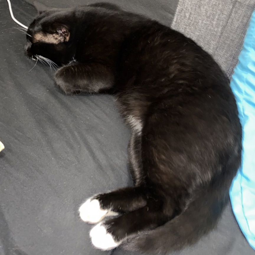 Взрослый кот в добрые руки