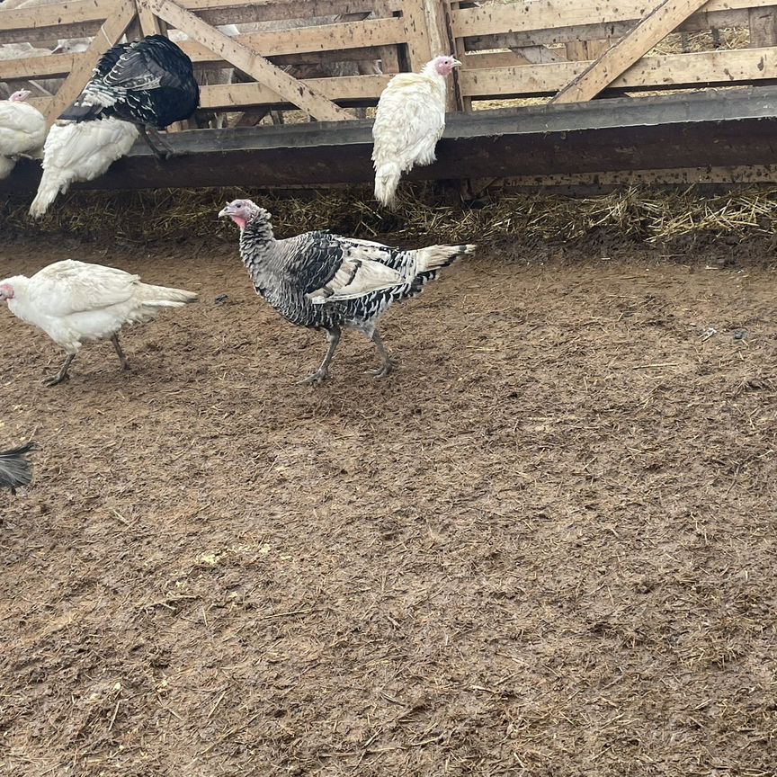 Индюки индюшки