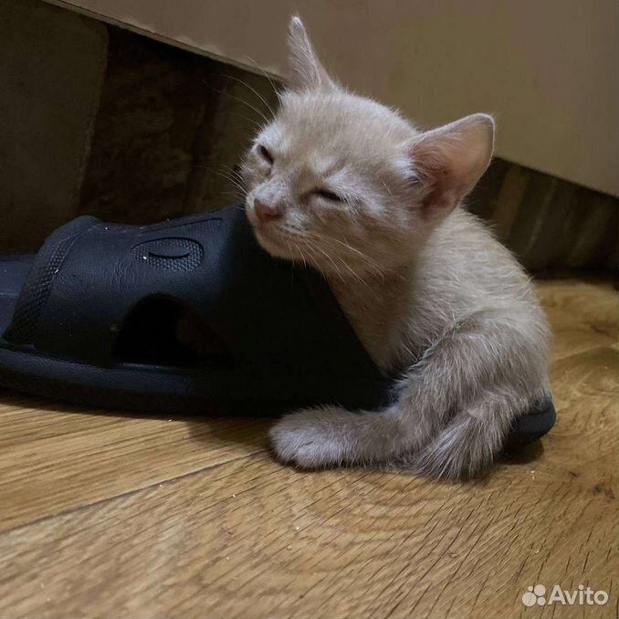 Котенок мальчик 1,5 мес. в ответственные руки