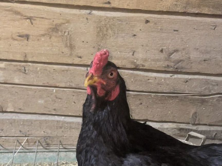 Корниш яицо инкубационное