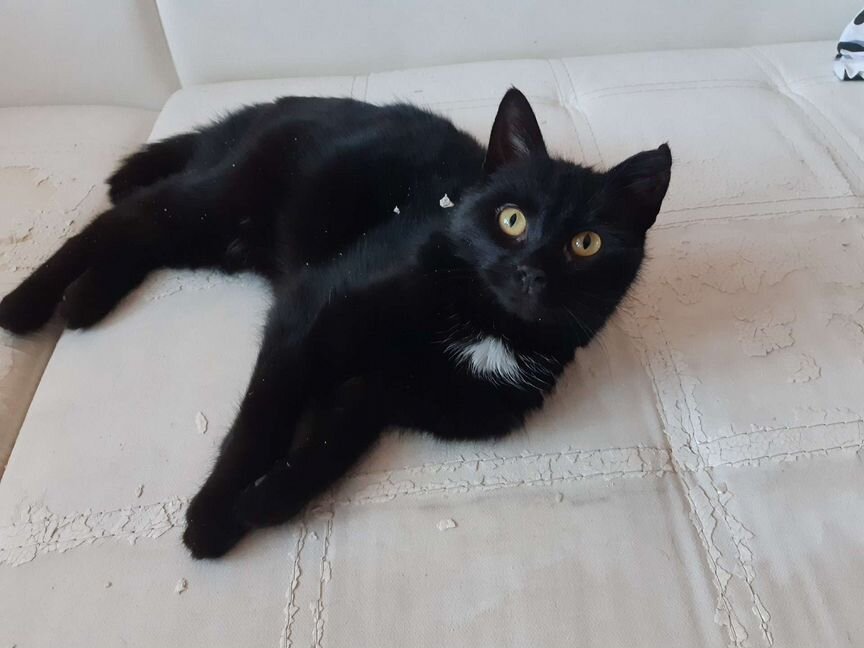 Кошка пантерка