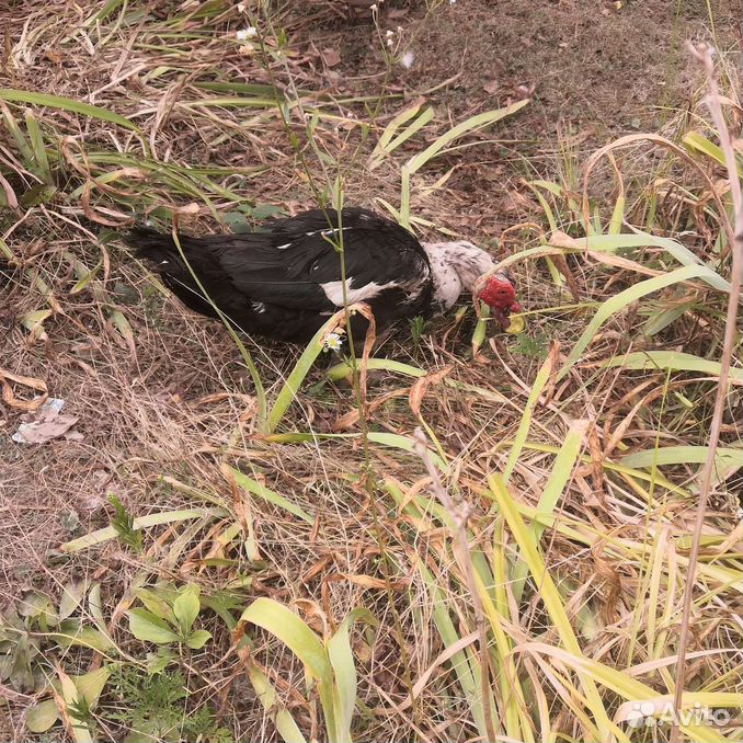 Индоутки и Гуси