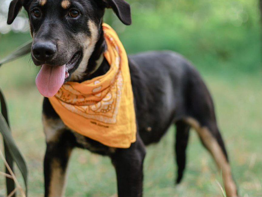 Щенок из приюта в добрые руки