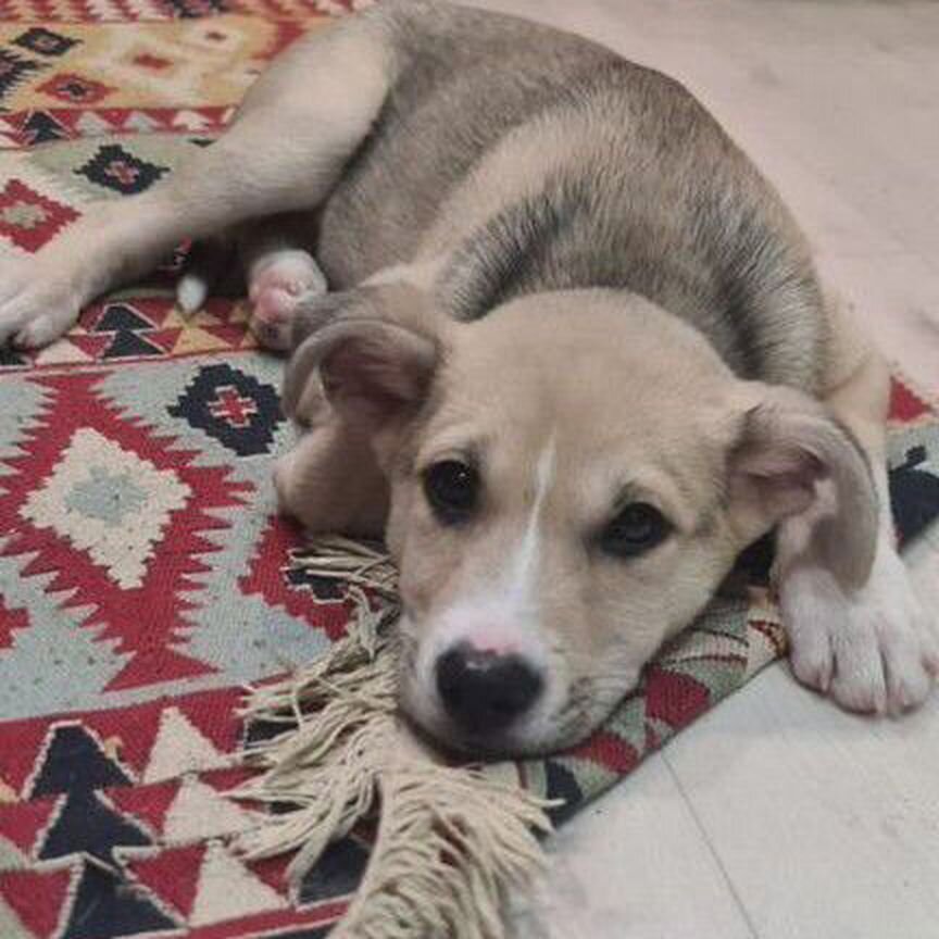 Щенки стаффорд - хаска