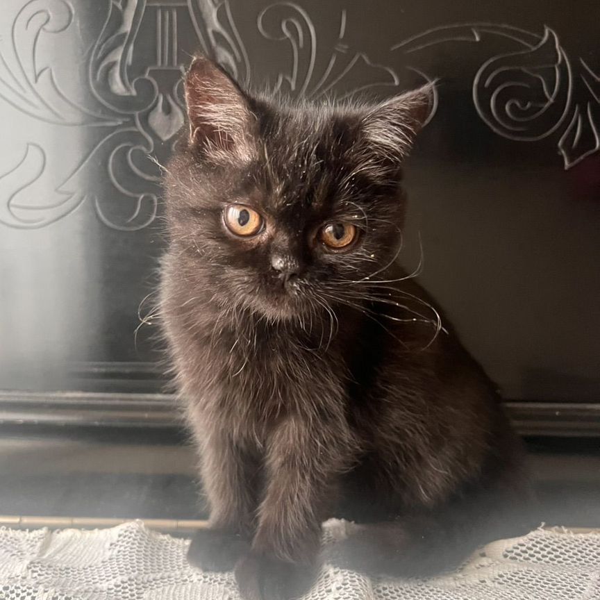 Котёнок от частного владельца