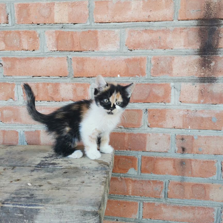 Котята в добрые руки приучены к лотку