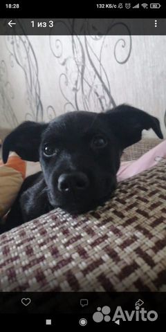 Отдам щенка в добрые руки