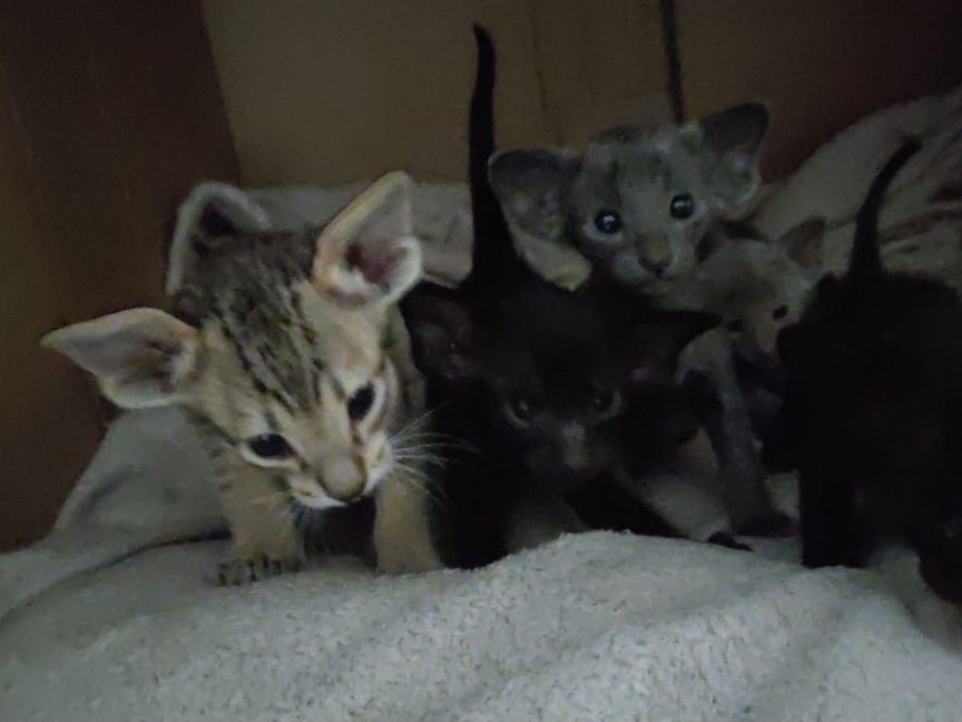 Ориентальные котята