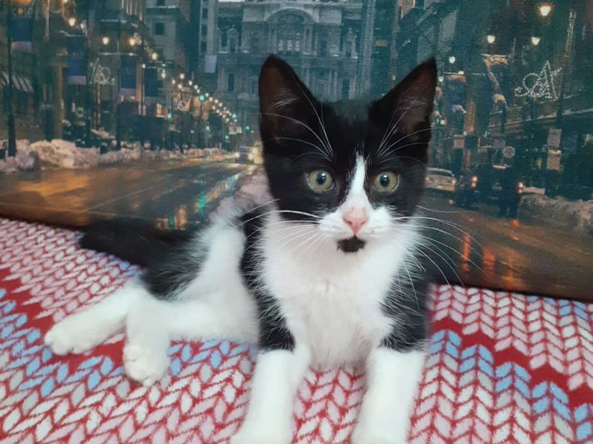 Котёнок мальчик в добрые руки