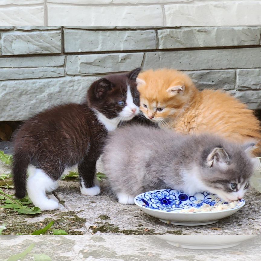Котята