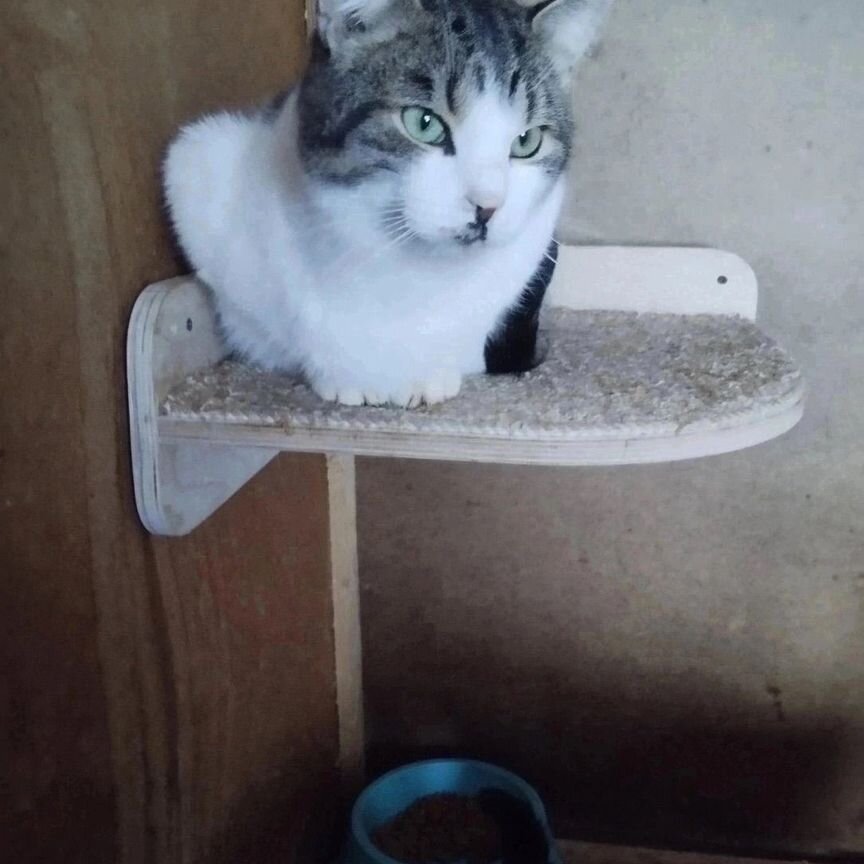 Кошки в добрые руки