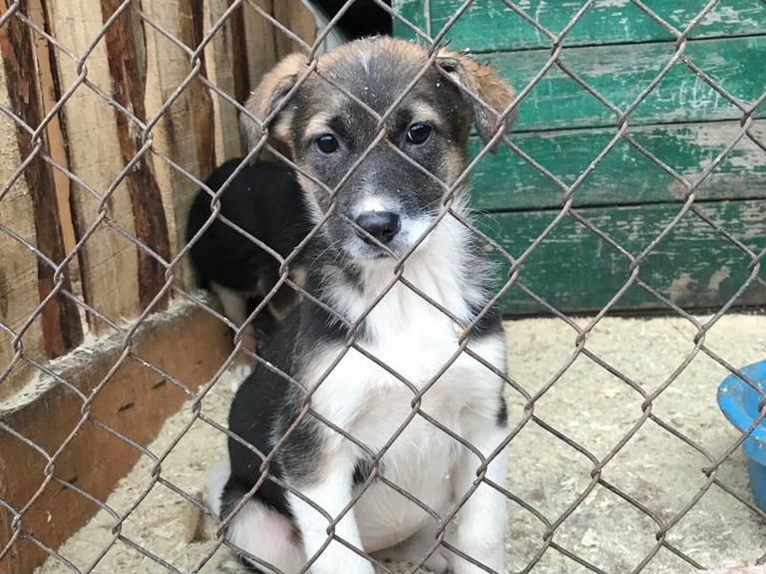 Щенок на охрану