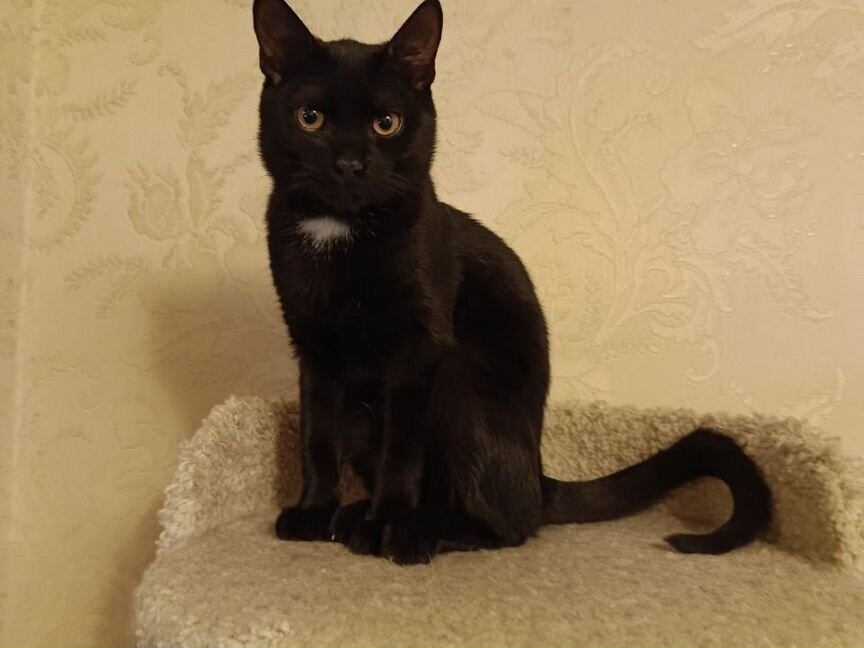 Котята в добрые руки бесплатно