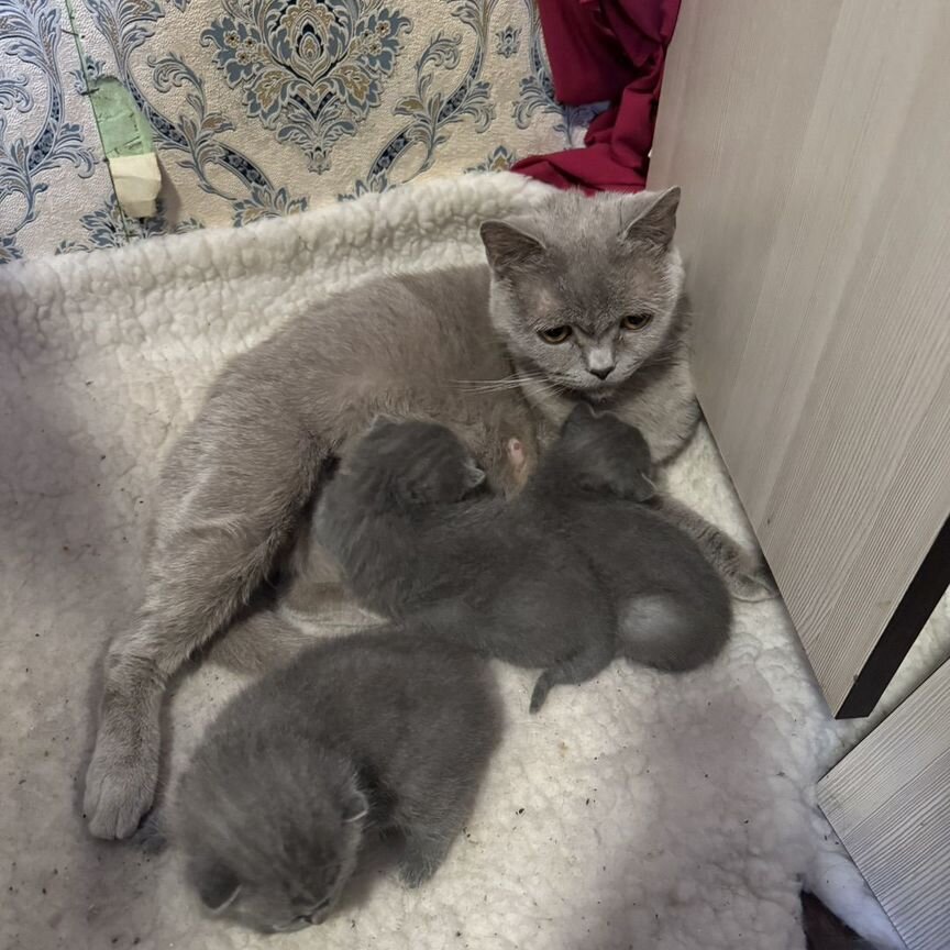 Шотландская