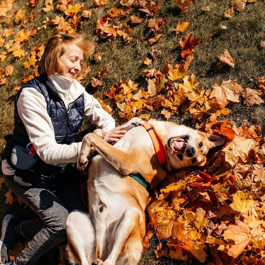 Седрик - самый добрый пес в дар