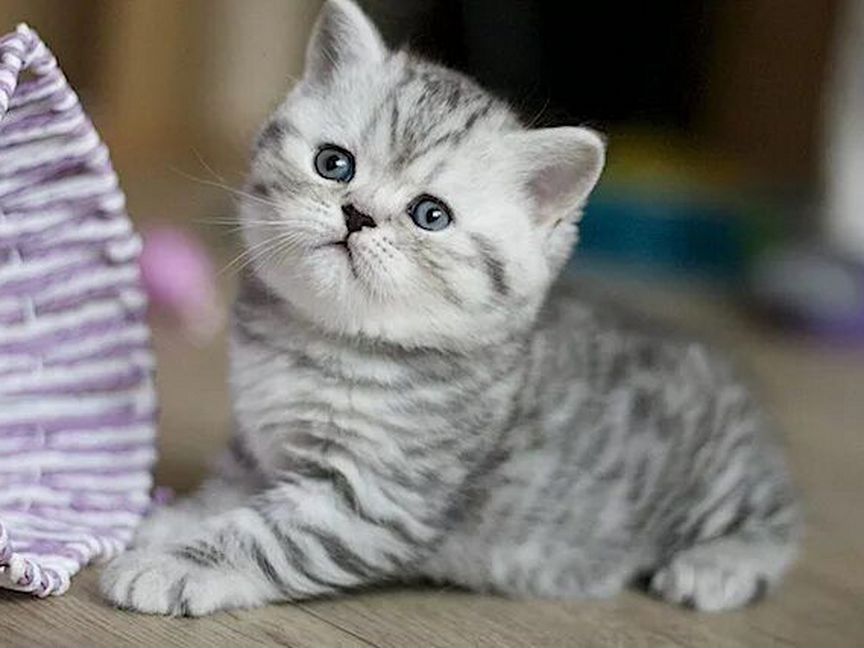 Роскошные кото-детки