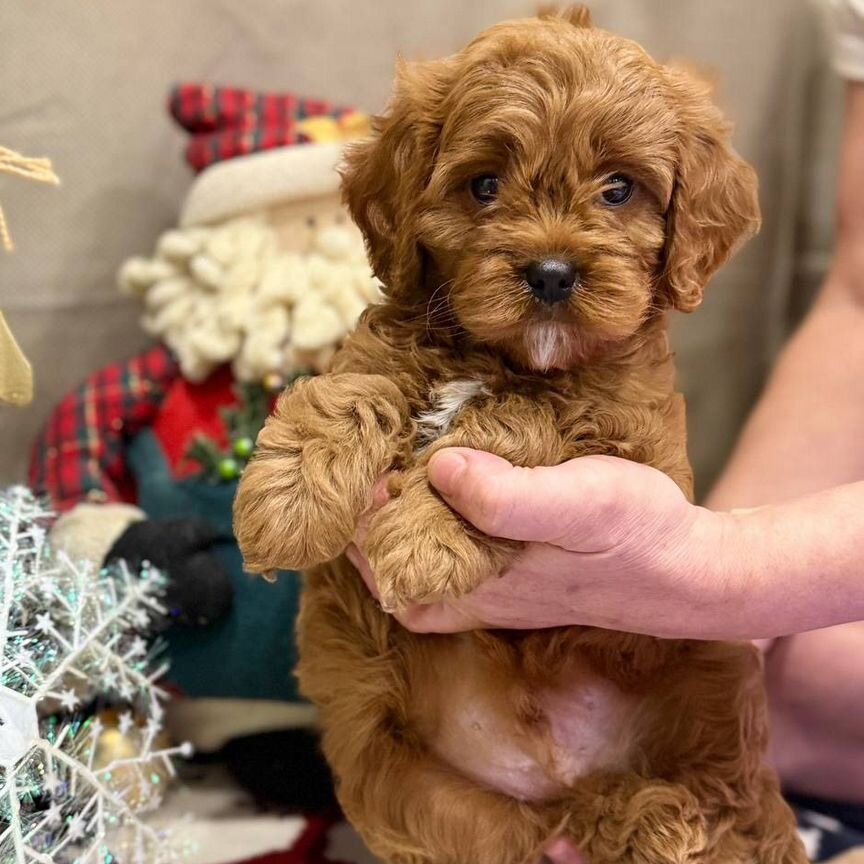 Кавапу, щенок