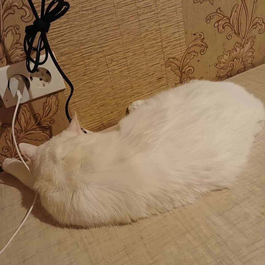 Взрослая, Девочка кошка в добрые руки