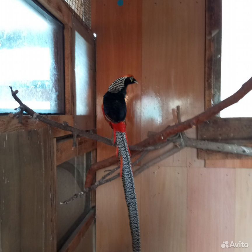 Фан золотой петух