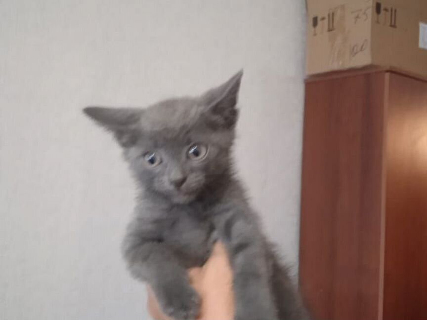 Котята в добрые руки мальчики