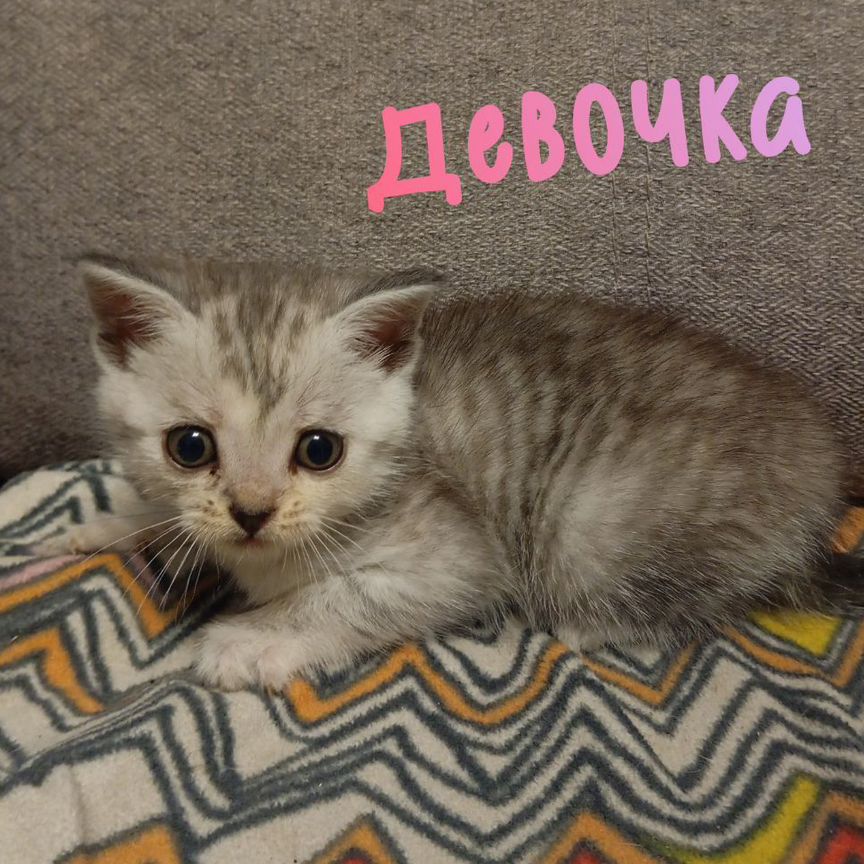 Котята шотландцы