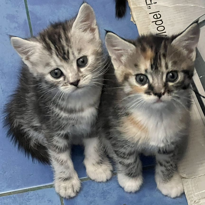 Котята от мамы британки