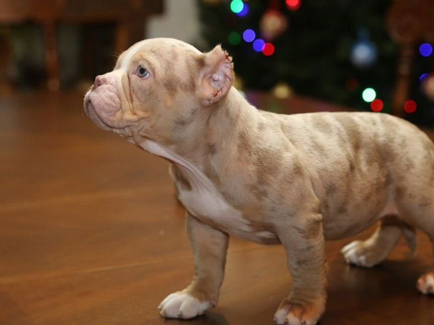 Американский булли микро экзот